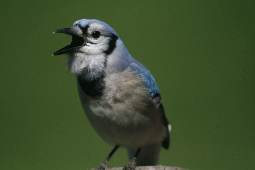 Blue Jay [007b]